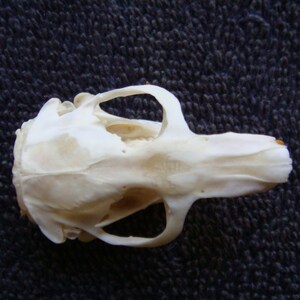 Northern Pocket Gopher Skull