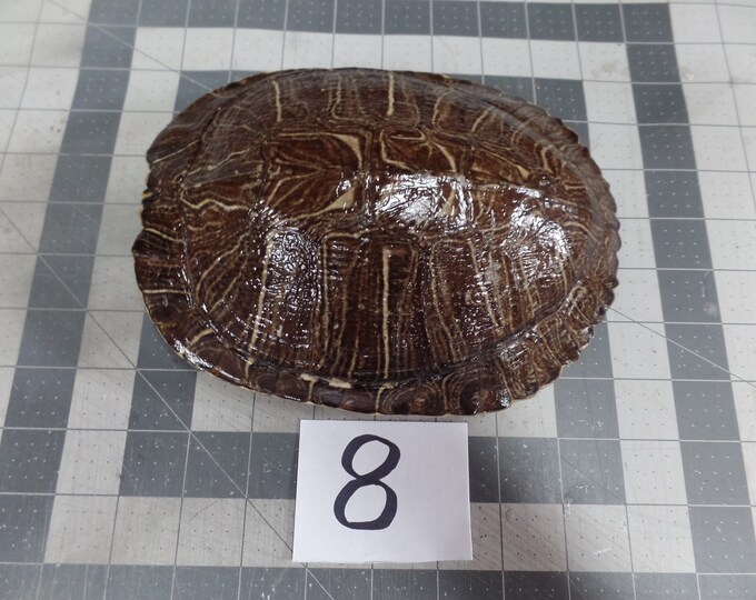 One 8 3/8 X 7 3/8 Red Eared Slider Turtle Shell 8 - Etsy