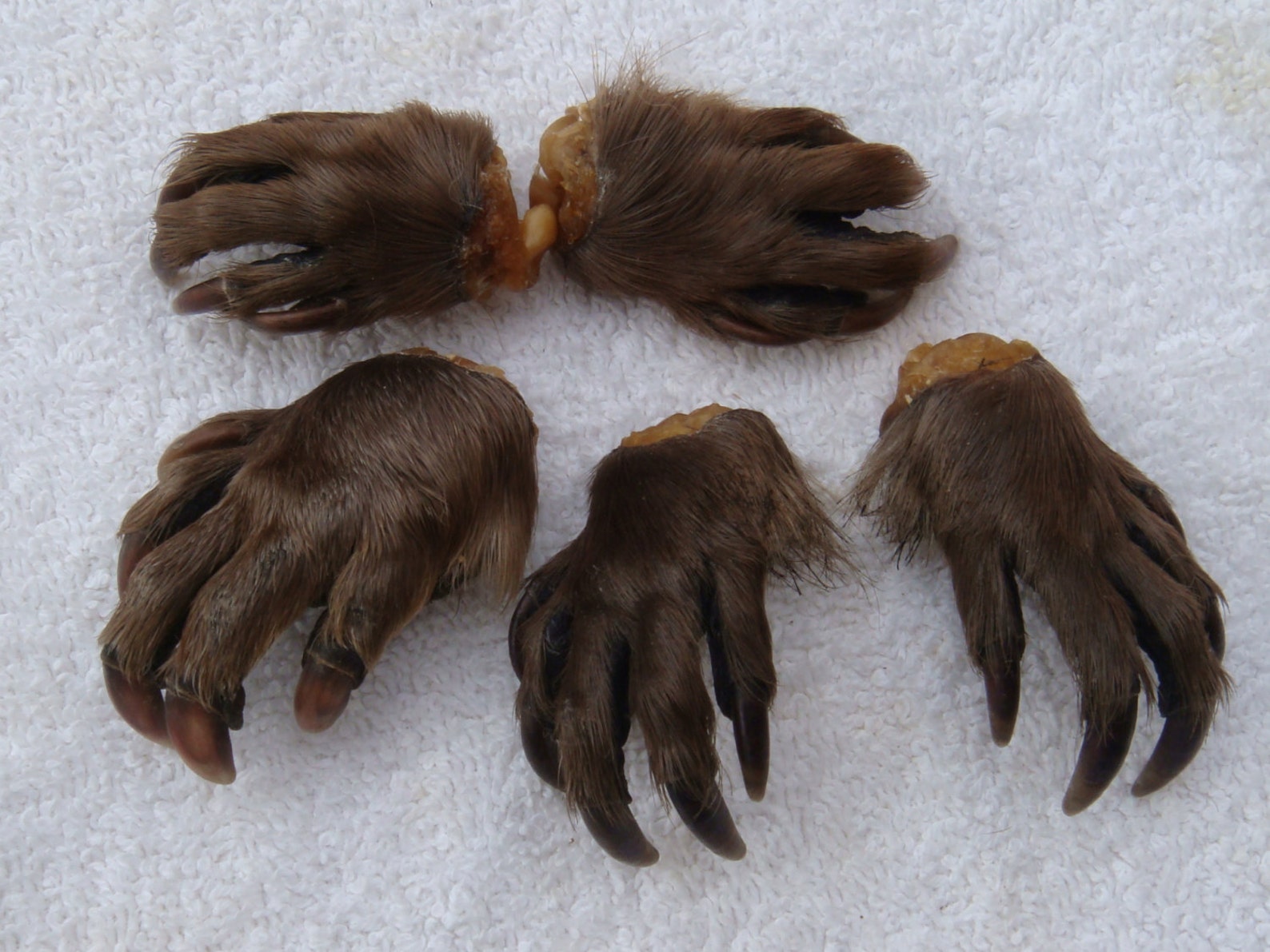 One Authentic Beaver Foot Furbones | Etsy