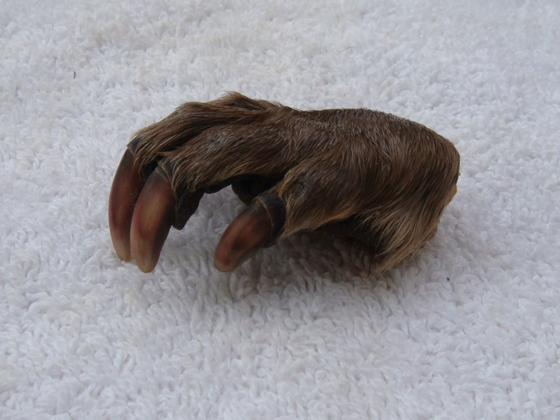 One Authentic Beaver Foot Furbones - Etsy