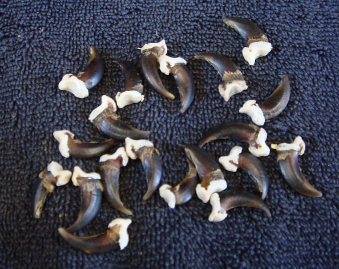 20 Coyote Claws Bones Claws Skulls Teeth Taxidermy - Etsy