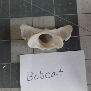North American Bobcat 1 Atlas Vertebrae Bone - Etsy