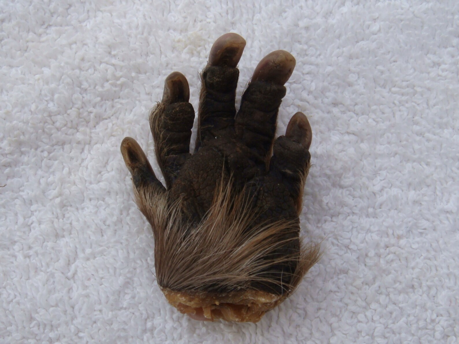 One Authentic Beaver Foot, Fur,bones - Etsy