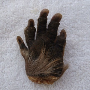 One Authentic Beaver Foot, Fur,bones - Etsy