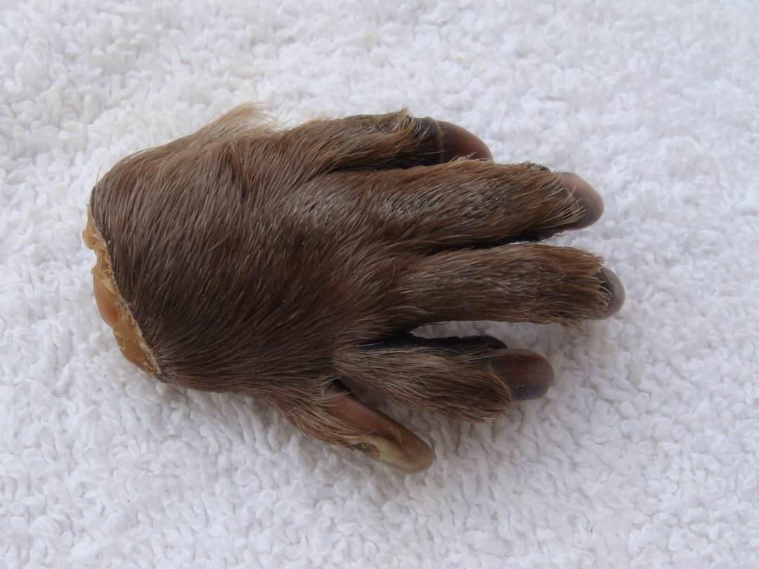 One Authentic Beaver Foot, Fur,bones - Etsy