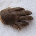 One Authentic Beaver Foot, Fur,bones - Etsy