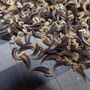 20 Red Fox Claws, Bones Claw No Skulls Teeth Taxidermy - Etsy