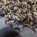 20 Red Fox Claws, Bones Claw No Skulls Teeth Taxidermy - Etsy