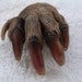 One Authentic Beaver Foot Furbones - Etsy