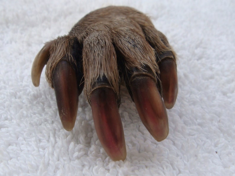 One Authentic Beaver Foot, Fur,bones - Etsy