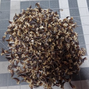 20 Red Fox Claws, Bones Claw No Skulls Teeth Taxidermy - Etsy