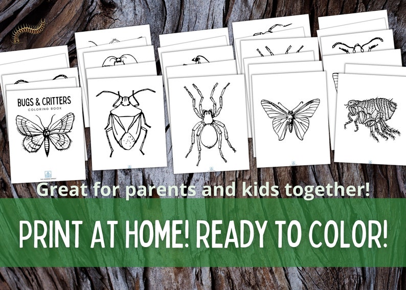 Bug Coloring Book / Insect Printable / Butterfly Coloring Pages - Etsy