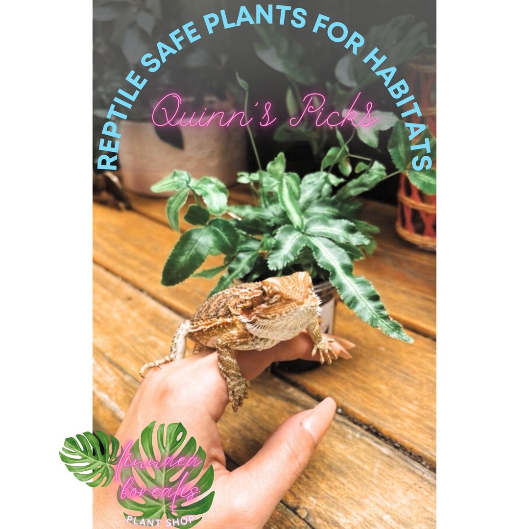 Reptile Safe Plants, Terrarium, Quinns Picks - Etsy