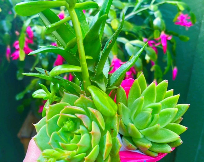 Exotic and Tropical Terrarium Plant - 4" Pot- Reptile and Pet Safe ...