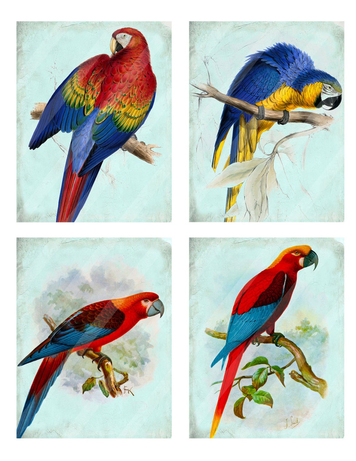 Parrots Digital Scrapbook Paper Printable Shabby Vintage Illustration ...
