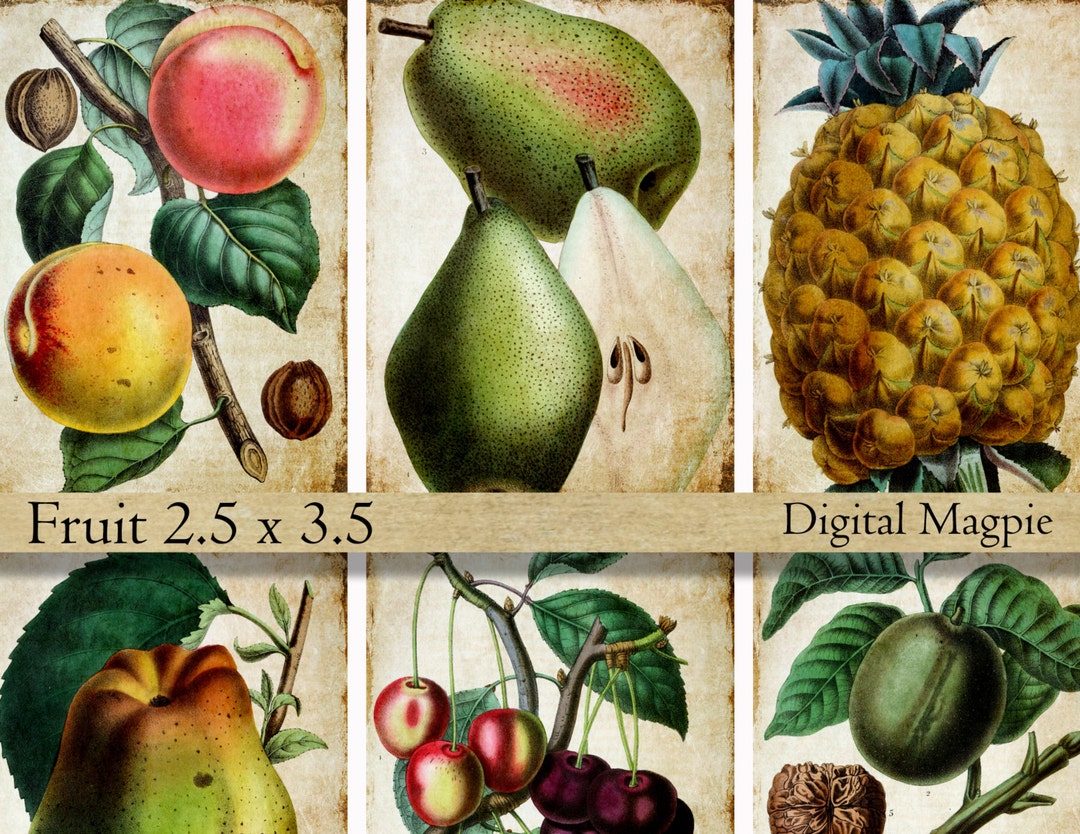 Vintage Fruit Tags Printable Digital Download 2.5 X 3.5 Aged Gift Tags ...