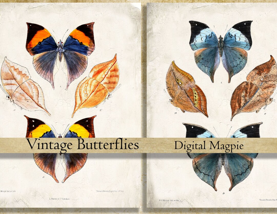 Vintage Butterflies Digital Scrapbook Paper Printable Shabby Victorian ...