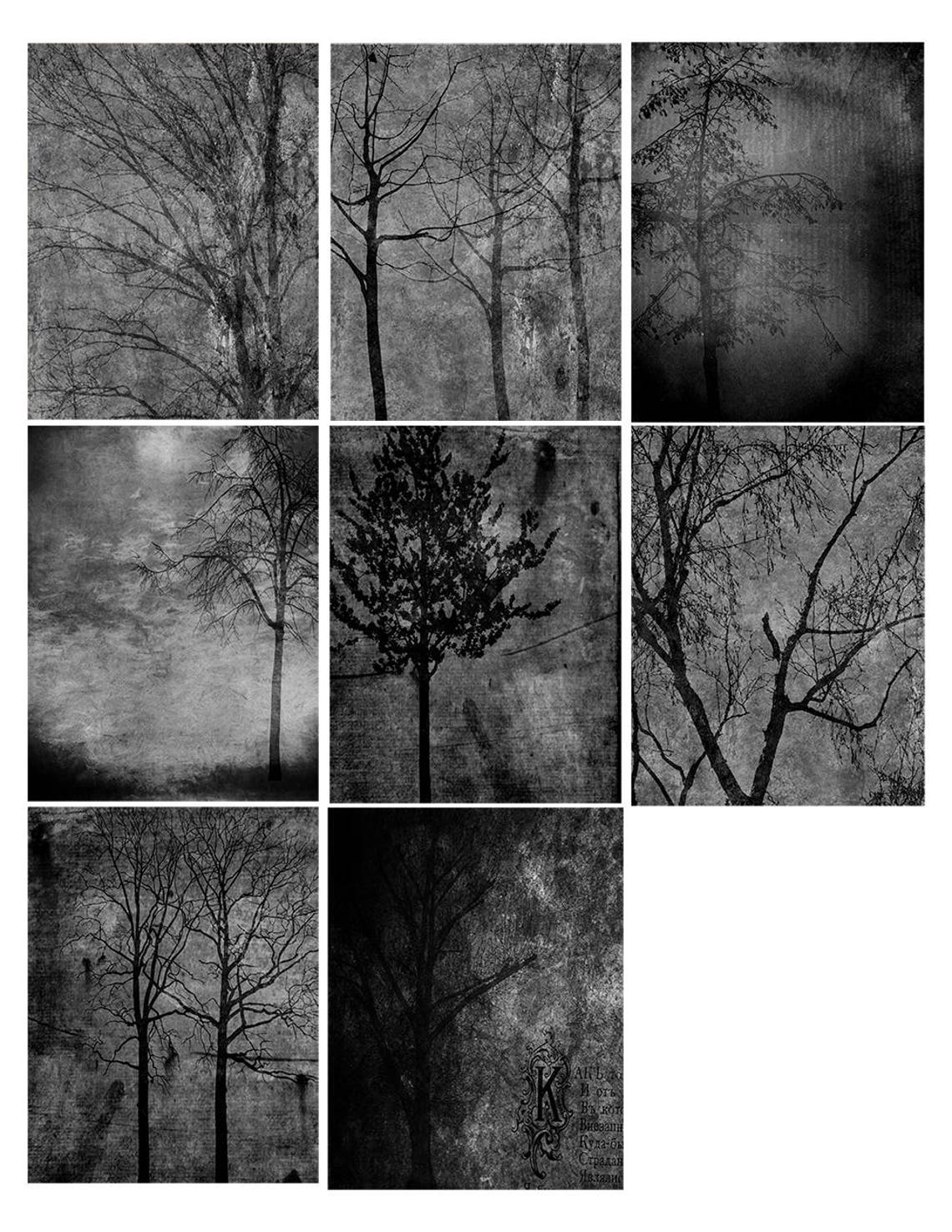 Digital Paper Pack Trees Dark Woods Black Grey White Creepy | Etsy