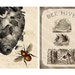 Bees Digital Collage Sheet Vintage Shabby Honey Bee Image Antique ...