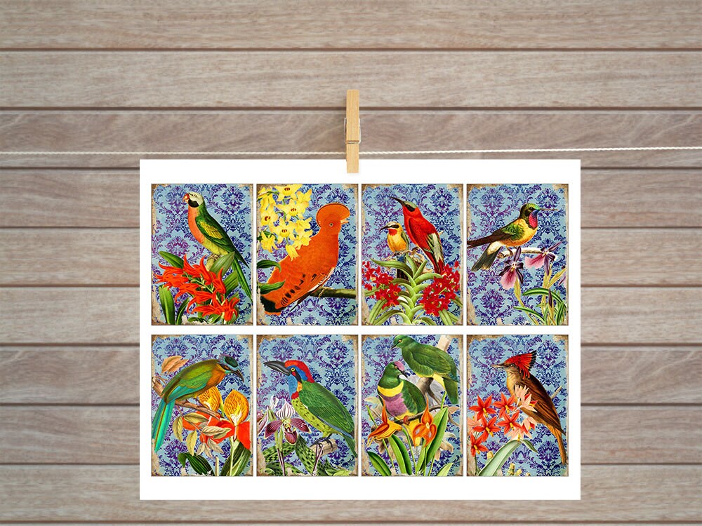 Exotic Birds ATC Digital Printable Collage Sheet Gift Tags - Etsy