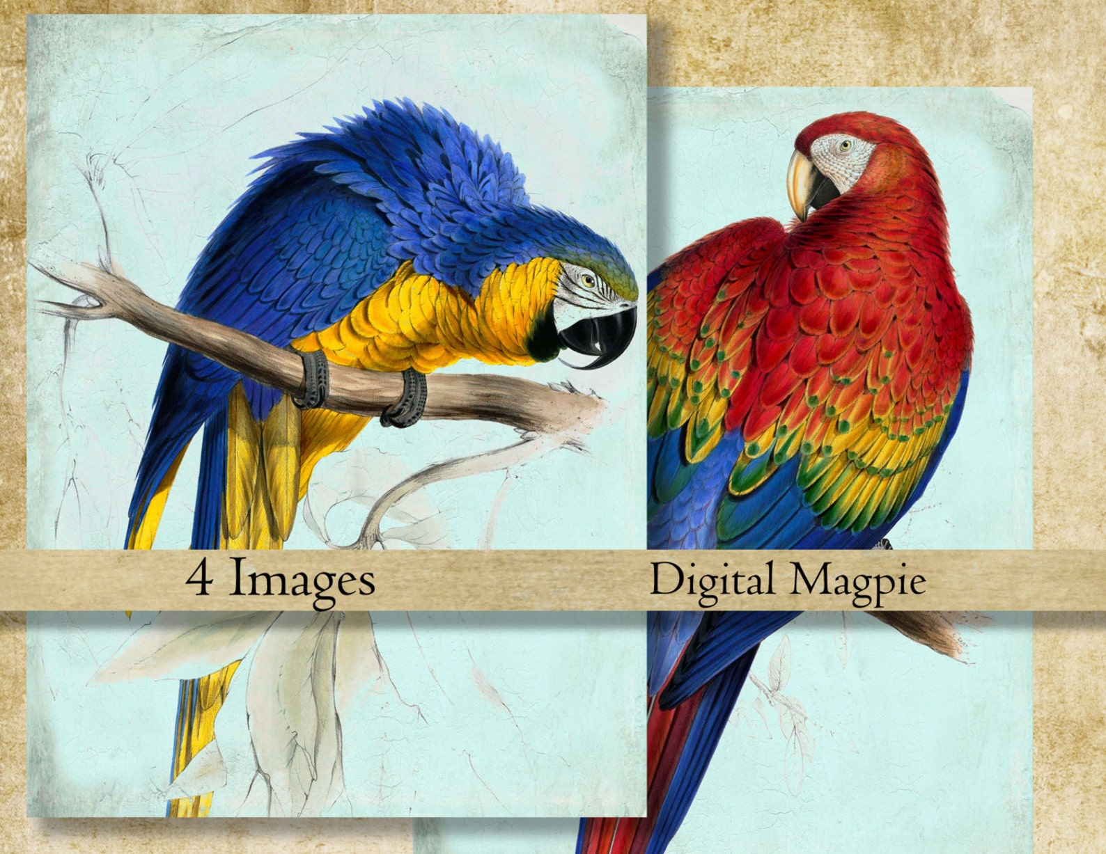 Parrots Digital Scrapbook Paper Printable Shabby Vintage Illustration ...