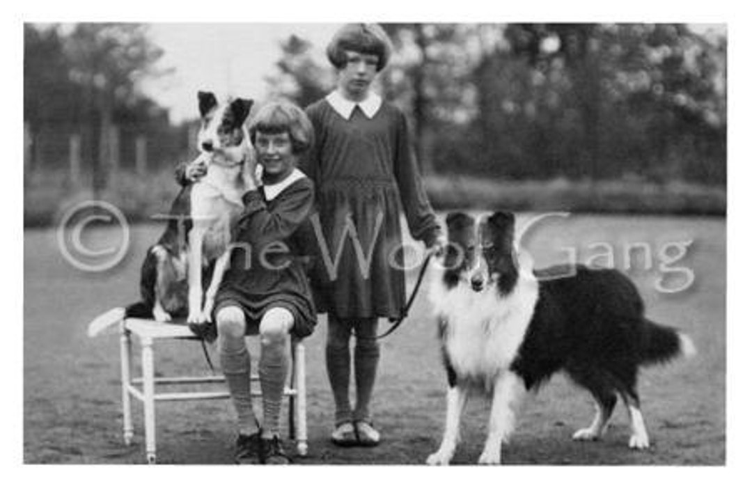 Vintage Dog Cards With Smooth and Rough Collies, England, C. 1914 Note ...