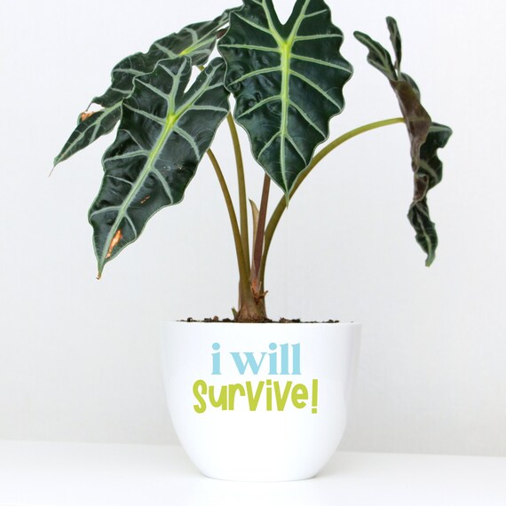 I Will Survive SVG PNG | Plant Lover Gift Idea | Gardener Gift ...