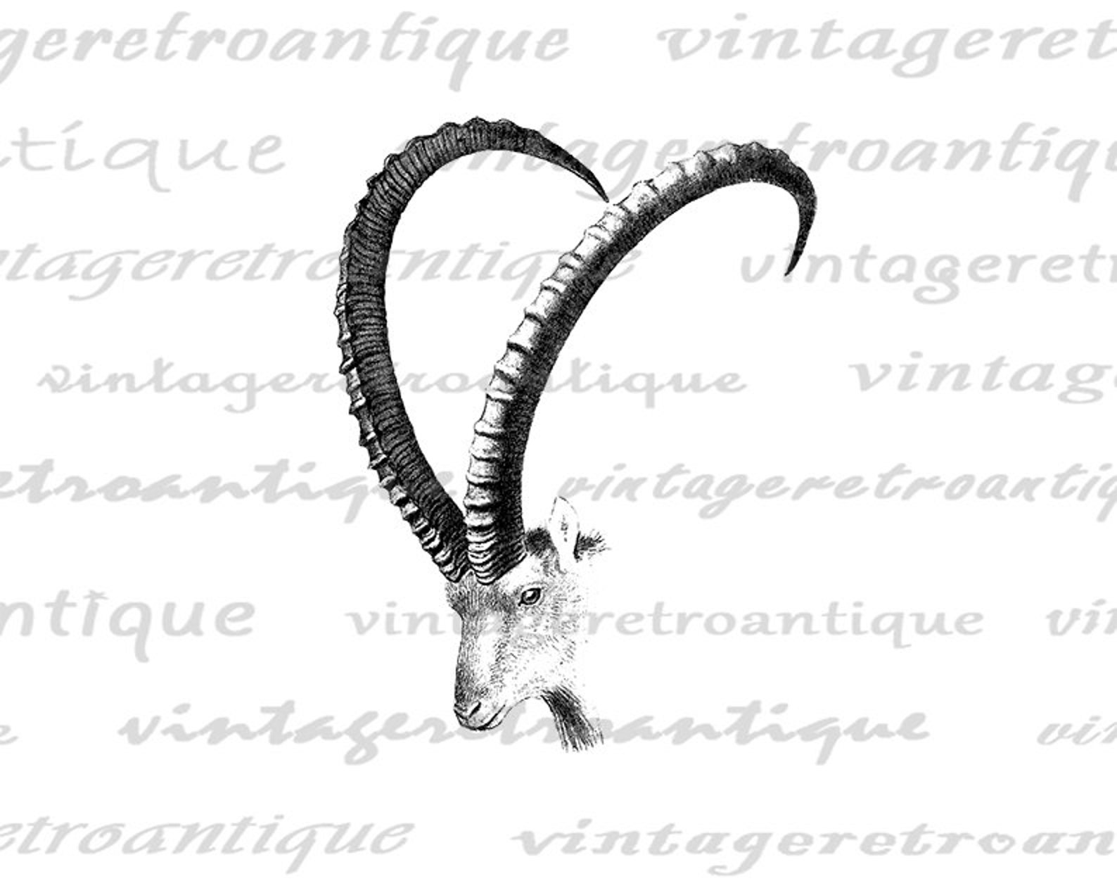 Printable Ibex Goat With Horns Graphic Image Digital Vintage - Etsy