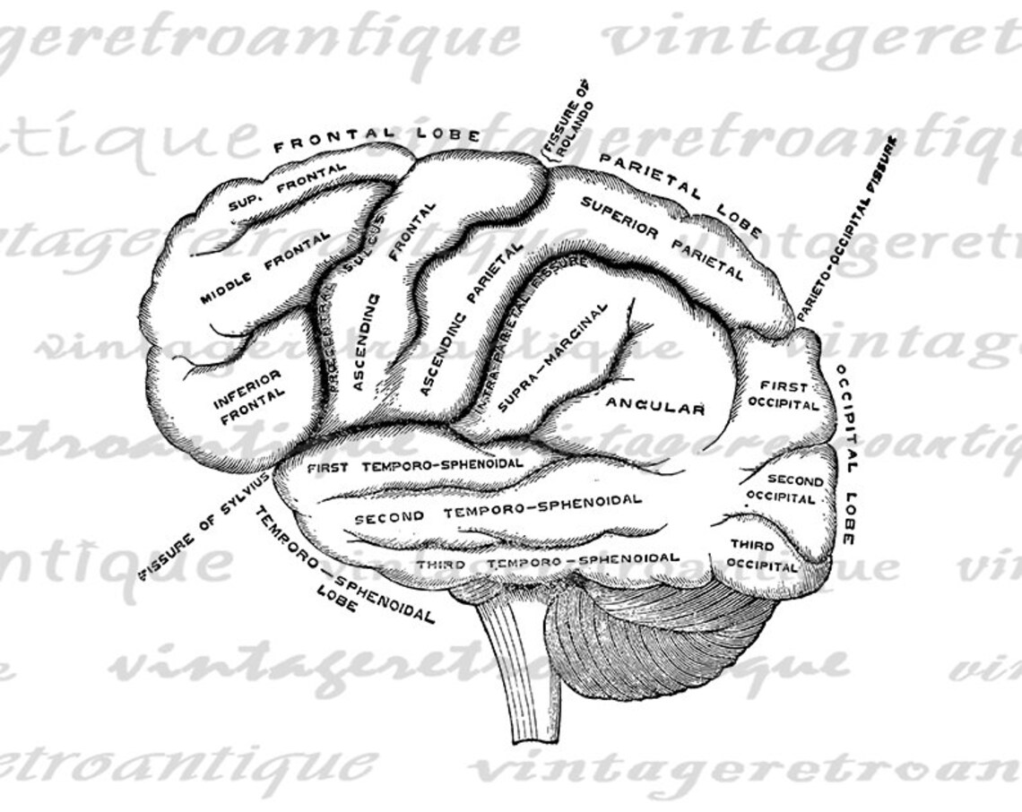 Digital Printable Brain Diagram Graphic Medical Anatomy Brain - Etsy