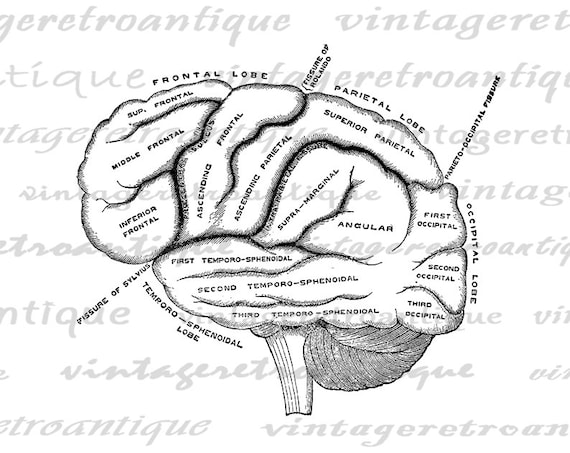 Black Brain Diagram