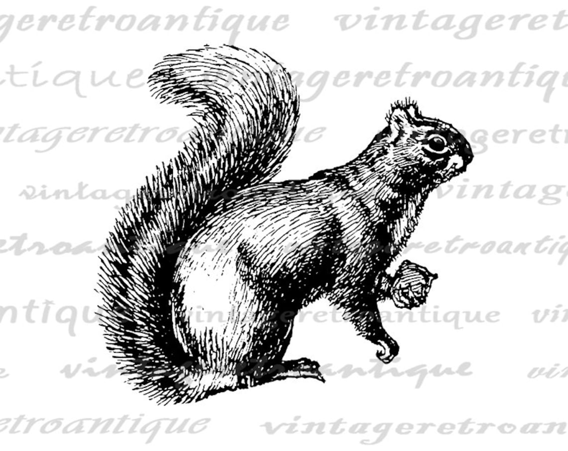 Digital Graphic Squirrel With Nut Printable Illustration Image - Etsy