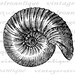 Digital Fossil Graphic Printable Ancient Download Shell Image Antique ...