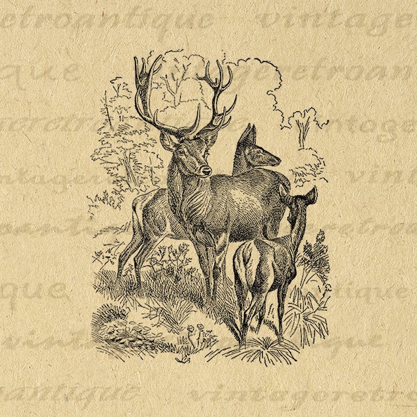 Antique Deer Print - Etsy