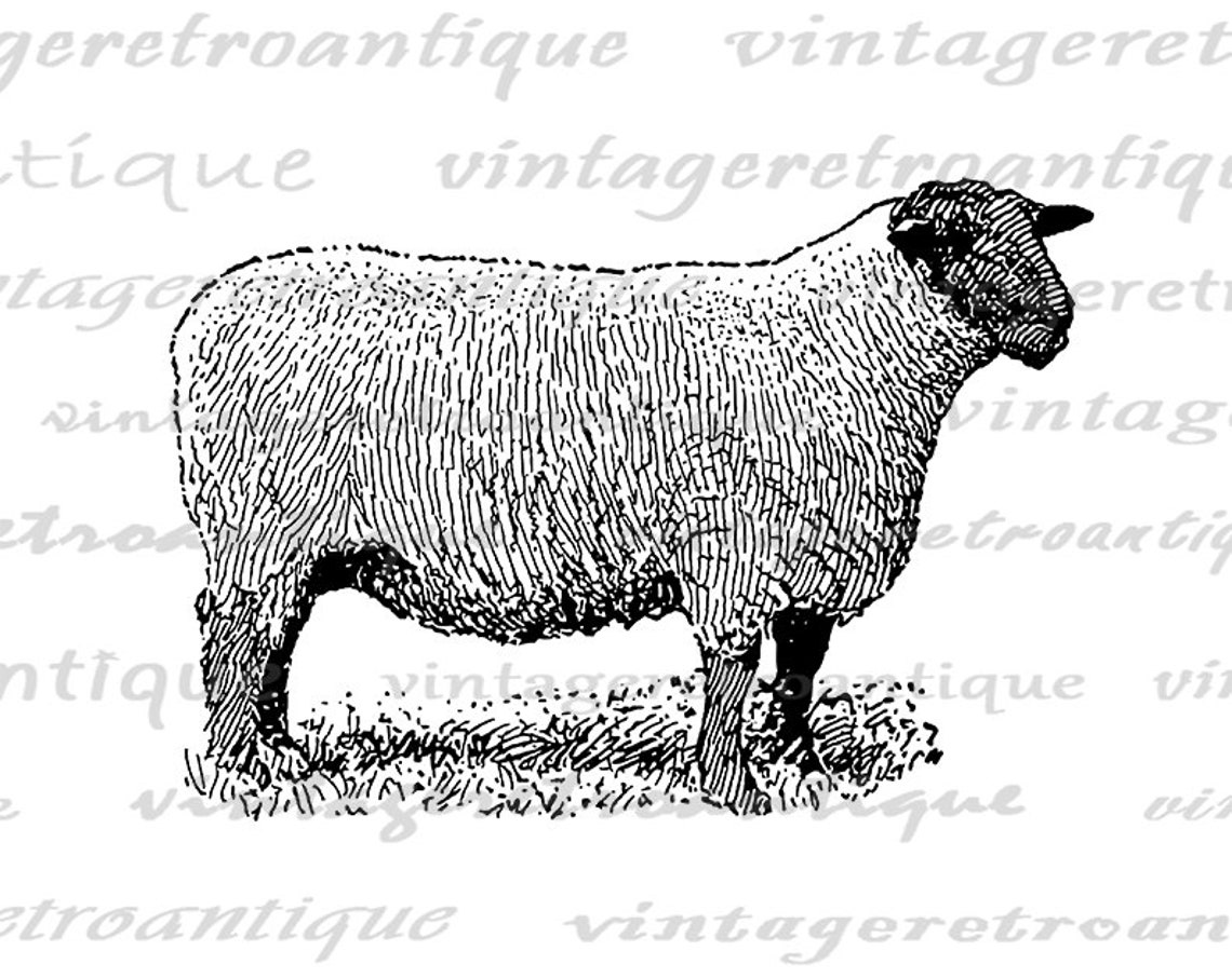 Suffolk Down Sheep Printable Digital Image Illustration | Etsy