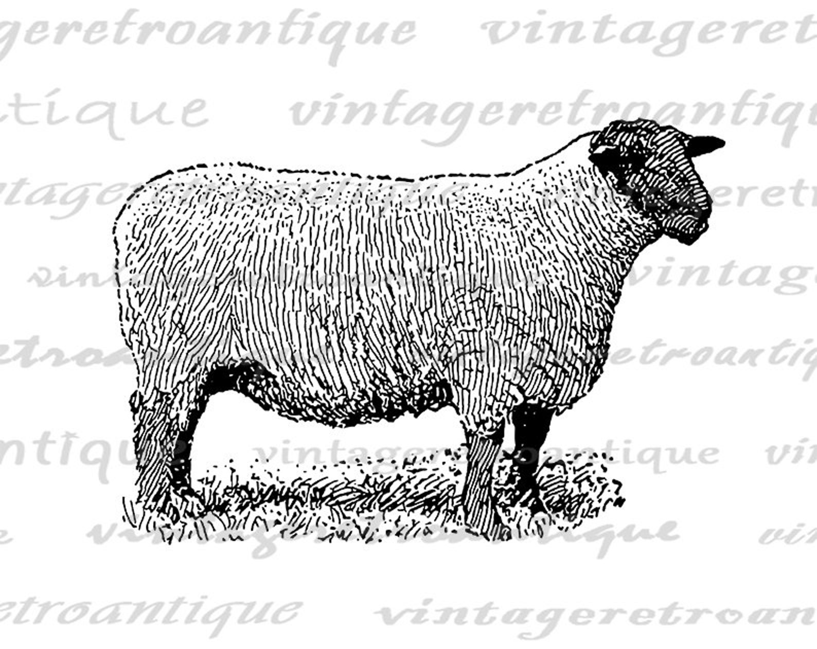 Suffolk Down Sheep Printable Digital Image Illustration - Etsy