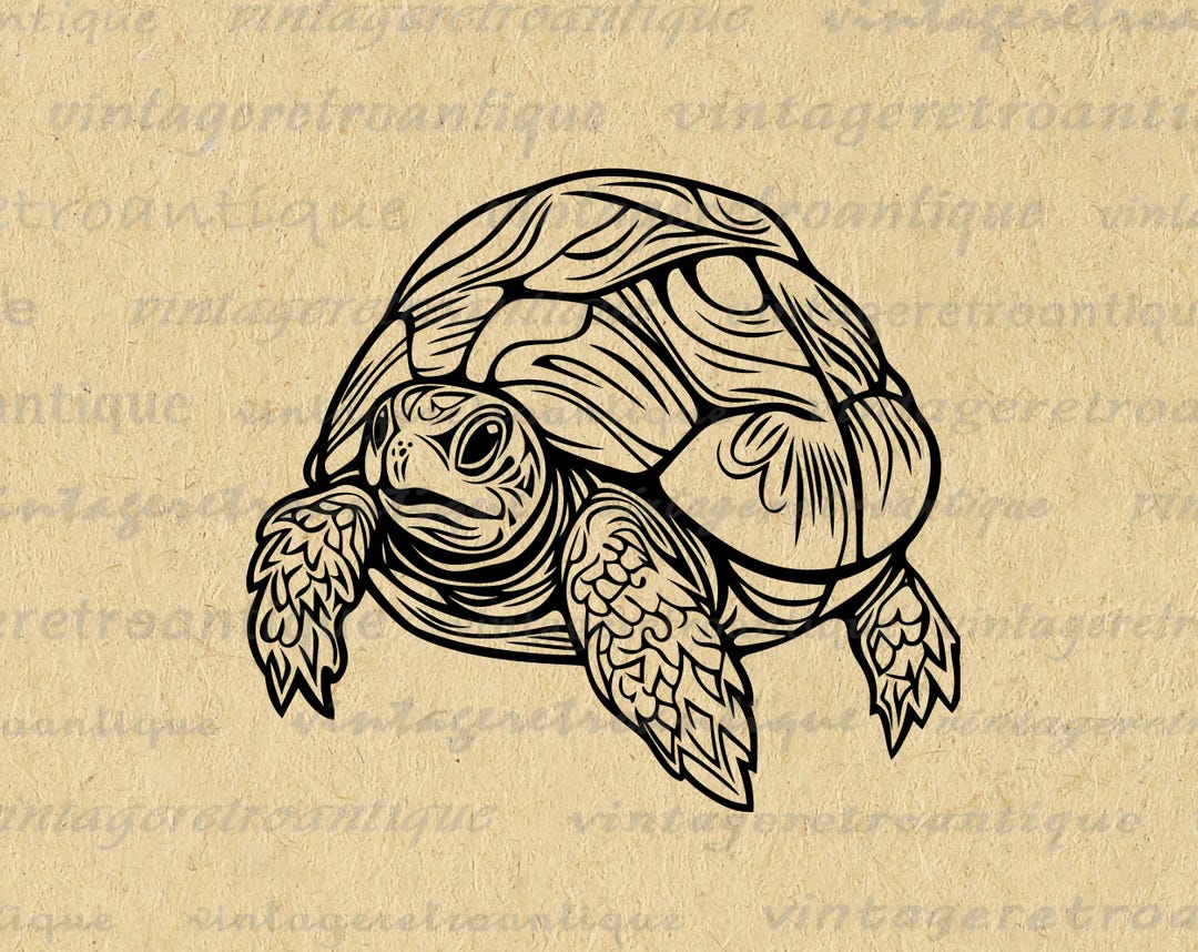 Intricate Turtle Line Art Printable - Turtle Illustration PNG JPG ...