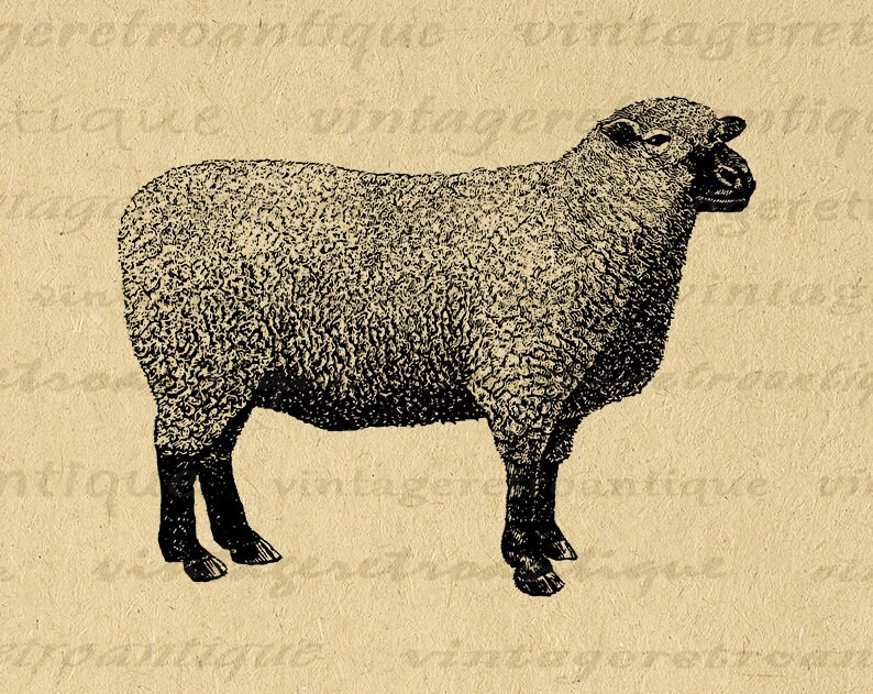 Sheep Digital Image Farm Animal Art Graphic Instant Download Printable ...