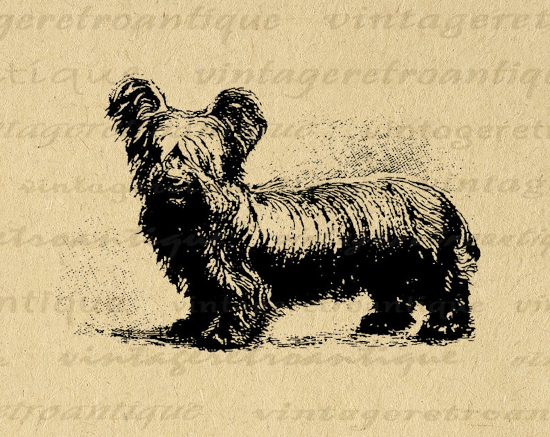 Digital Image Small Dog Graphic Download Printable Pet Dog Animal ...