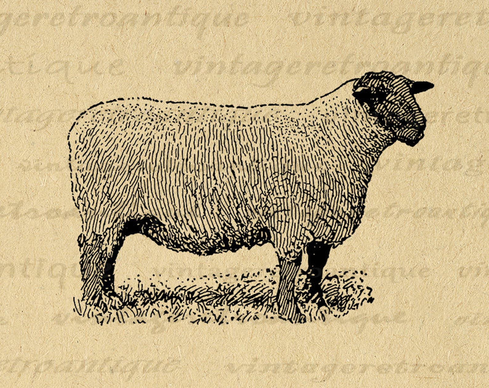 Suffolk Down Sheep Printable Digital Image Illustration - Etsy