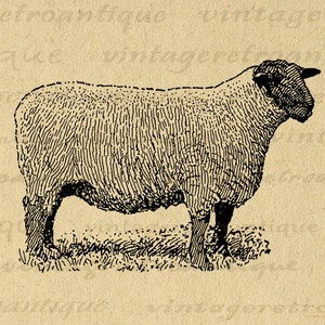 Suffolk Down Sheep Printable Digital Image Illustration Graphic ...