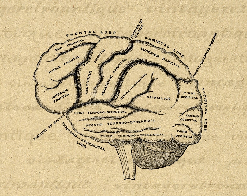 Digital Printable Brain Diagram Graphic Medical Anatomy Brain Art Image ...