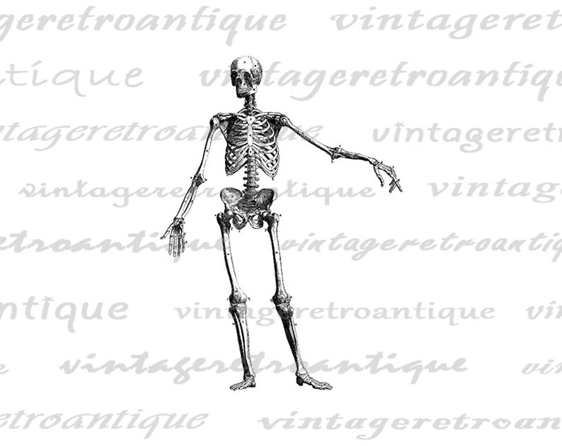 Printable Skeleton Diagram Graphic Digital Image Artwork - Etsy
