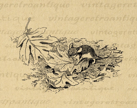 Digital Printable Little Mouse Graphic Image Download Animal | Etsy