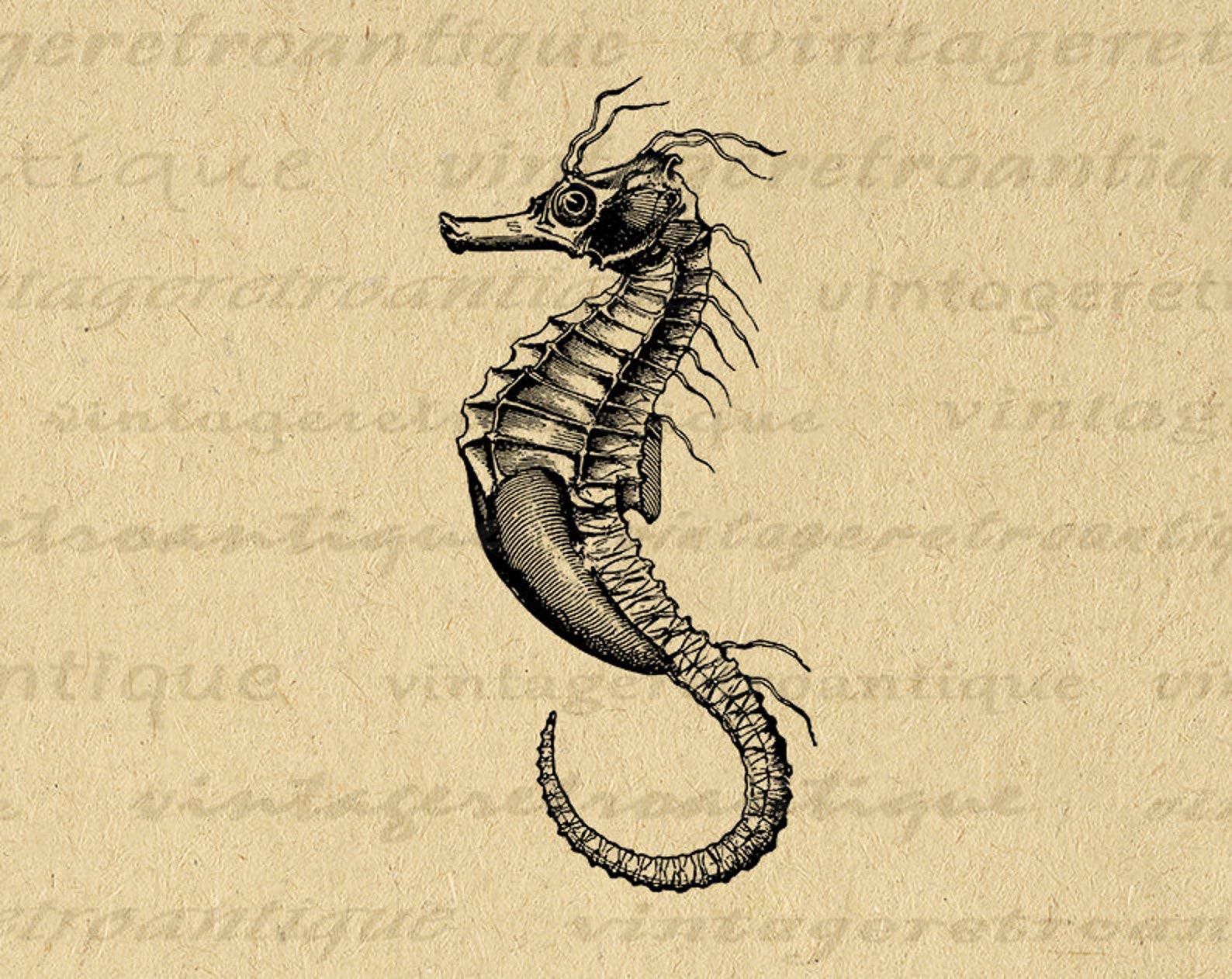 Seahorse Graphic Digital Printable Sea Horse Image Instant - Etsy