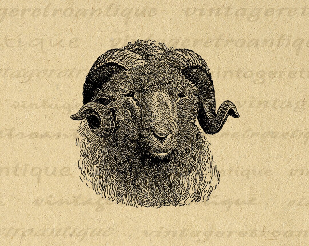 Sheep Head Illustration