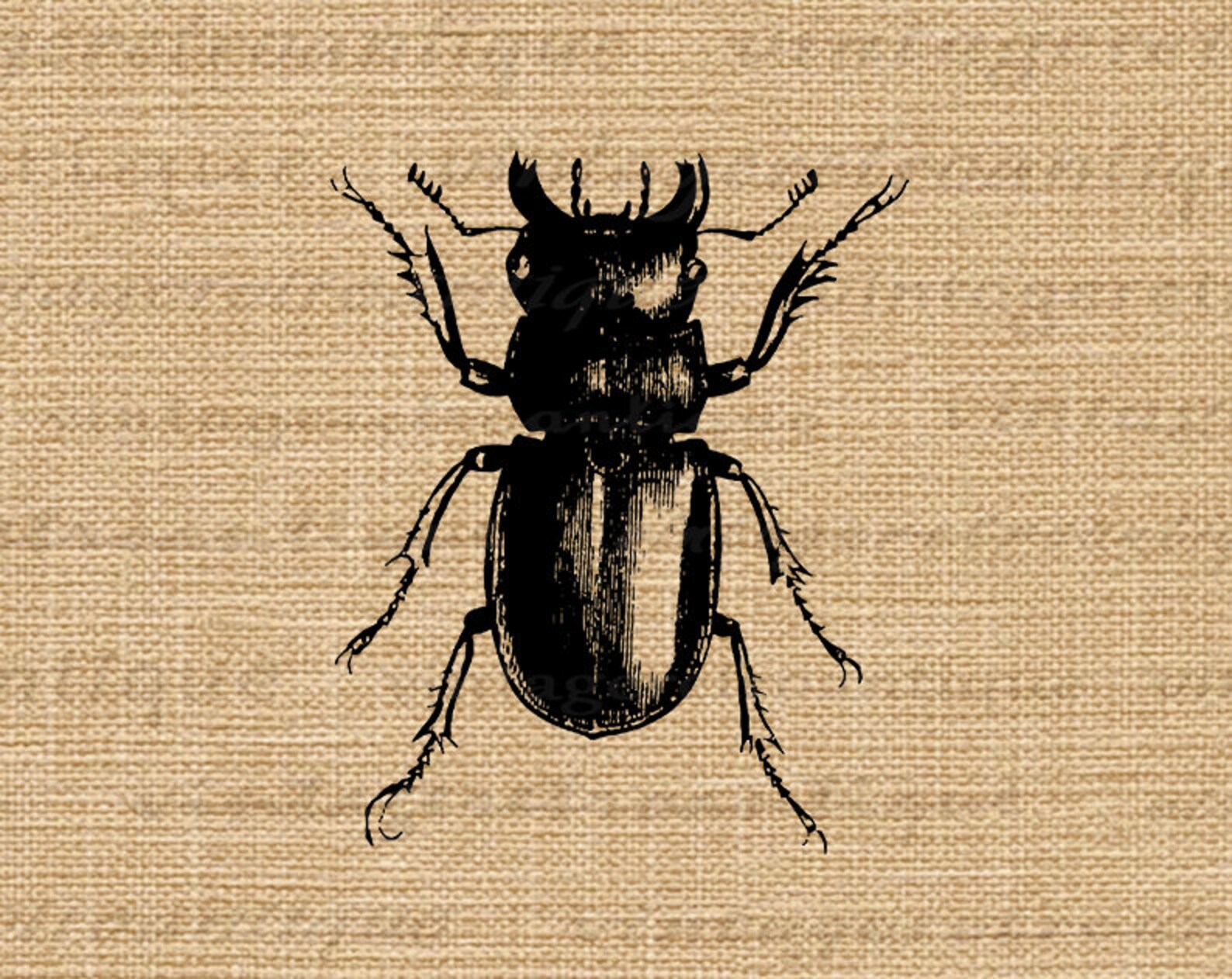 Digital Printable Beetle Insect Graphic Download Bug - Etsy