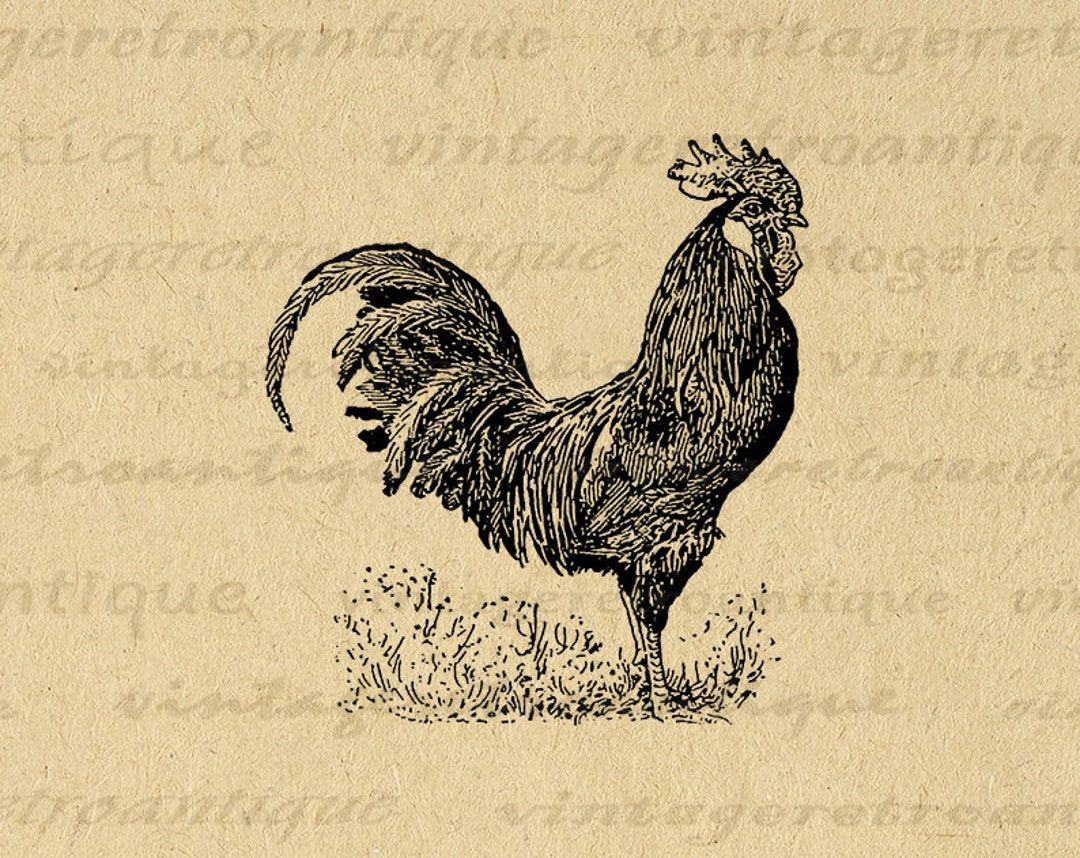 Rooster Graphic Image Printable Chicken Illustration Digital Download ...
