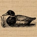 Printable Duck Graphic Image Antique Illustration Digital Bird Art ...