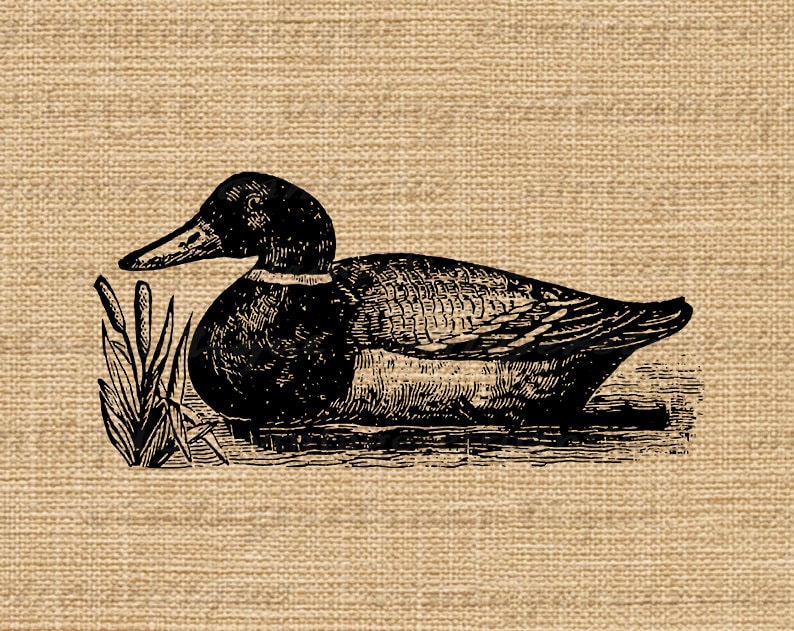 Printable Duck Graphic Image Antique Illustration Digital Bird Art ...