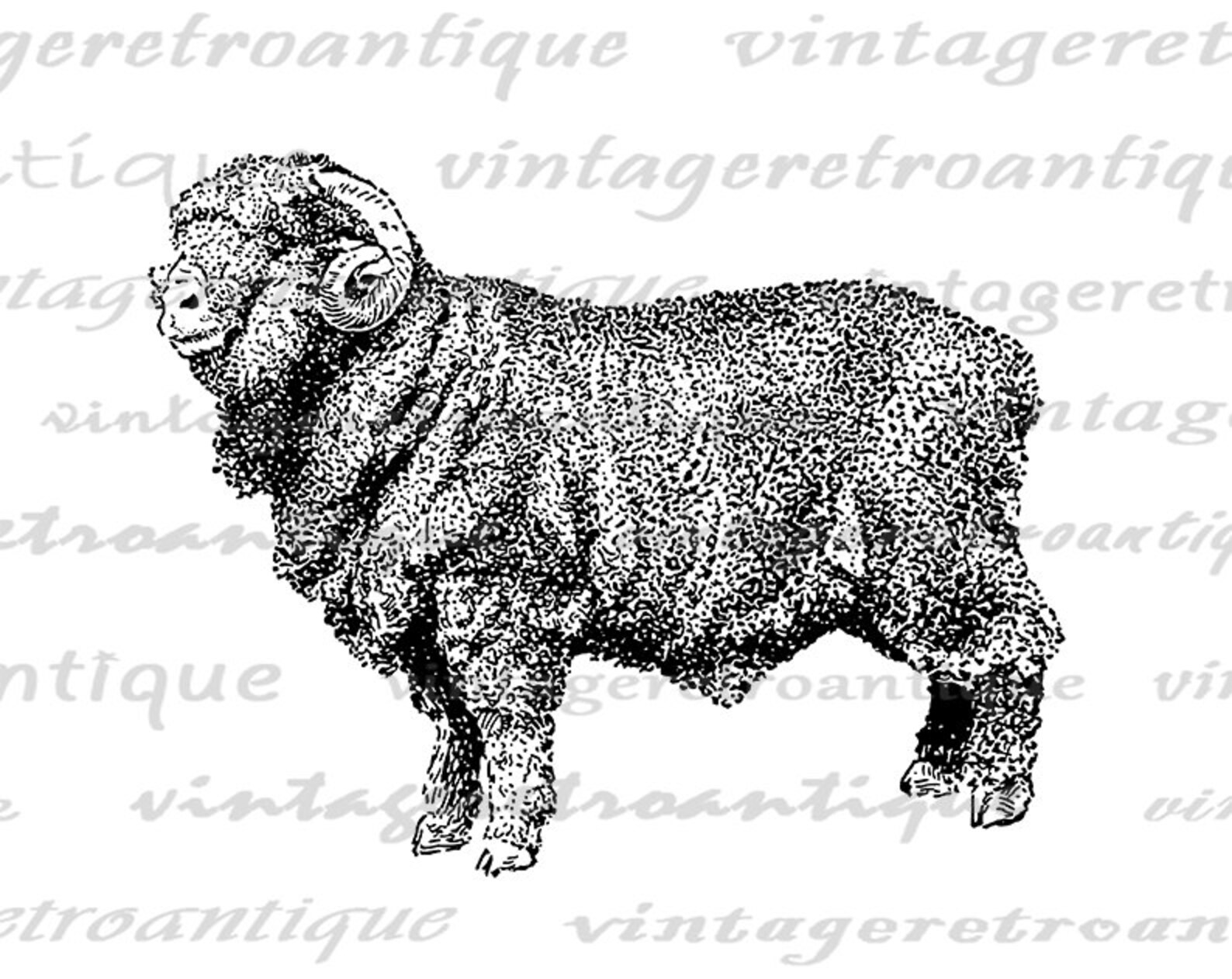 Printable Graphic Merino Ram Sheep Image Illustration Digital | Etsy
